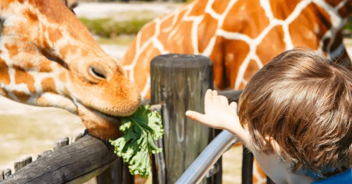 迈阿密动物园门票 - Klook客路 - Klook客路